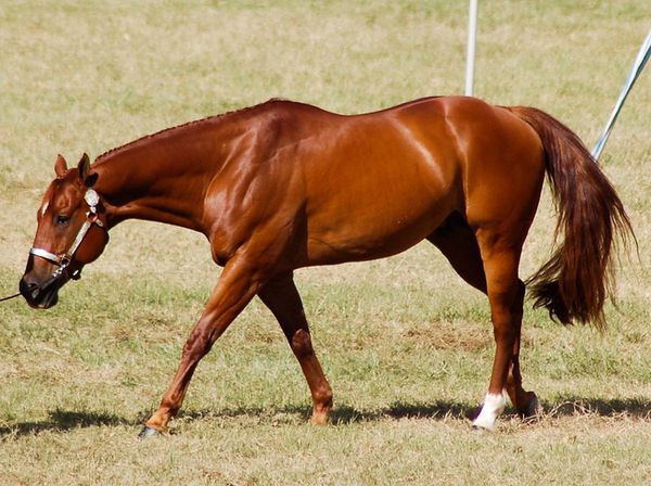Capas del caballo - Caballipedia